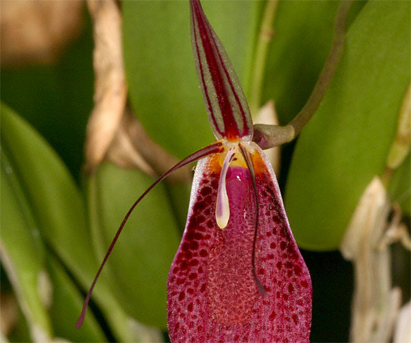 Cultivar Photo: Restrepia sanguinea 'MC4589'